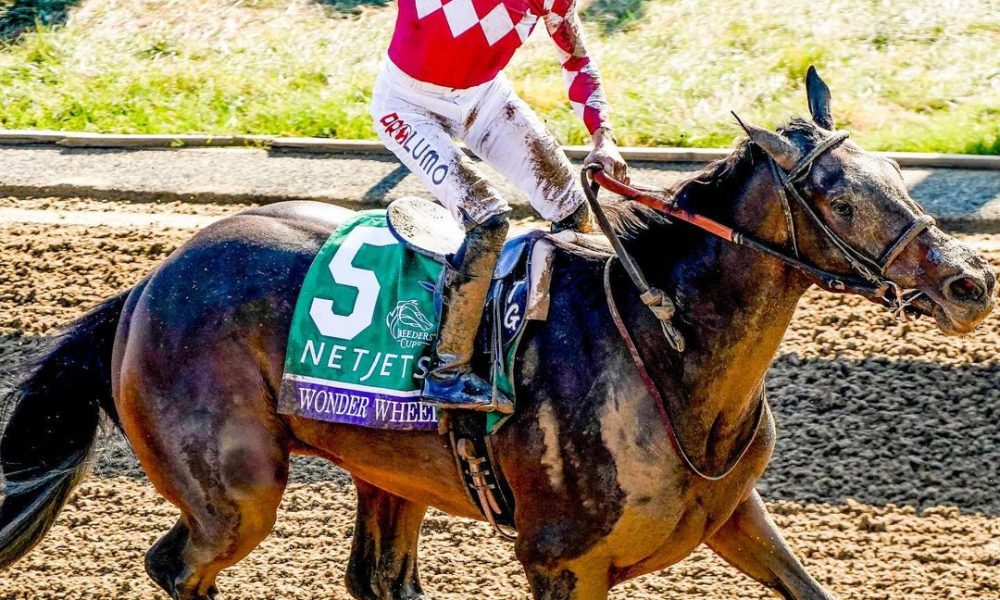 9 Fastest Horses in The World - jcsportsnews.com