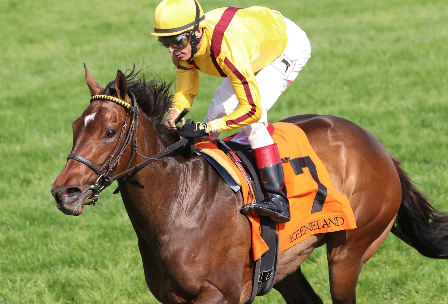 9 Fastest Horses in The World - jcsportsnews.com